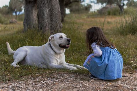 Razas De Perros Para Nia Aaos
