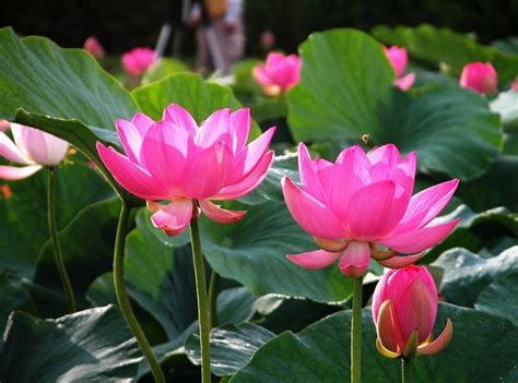 Tổng hợp hơn 103 hình nền máy tính hoa sen đẹp hay nhất Giày nam đẹp