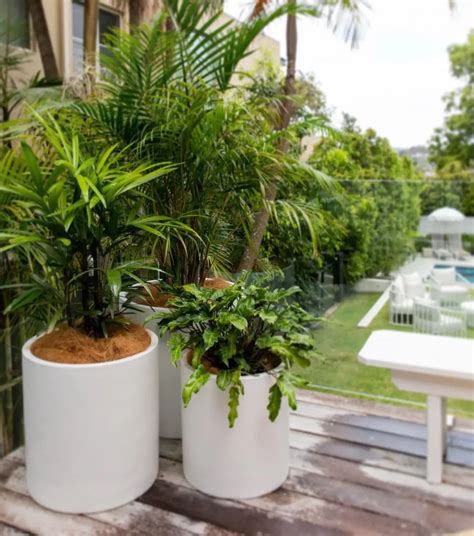 Philodendron Xanadu Care Guide Secrets Unveiled