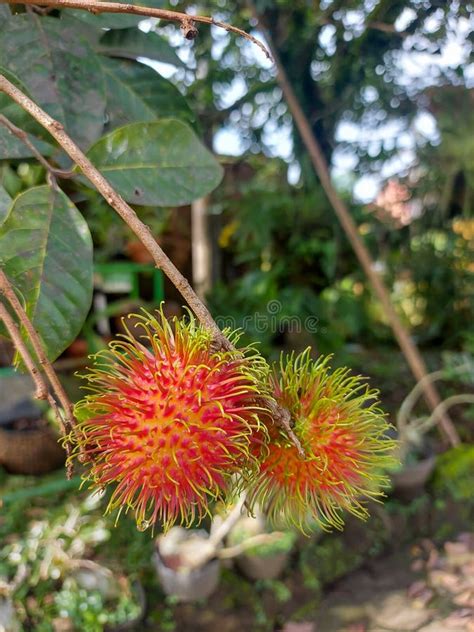 A Group Of Rambutan Binjai Fruits With Red Green Yellowish In A Tree
