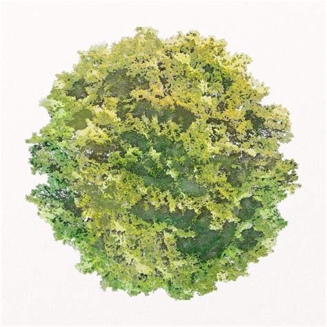 Tree Top View Watercolor Illustration Isolated On White Background
