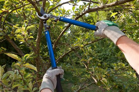 Cómo podar los árboles frutales Agroptima Cómo podar los árboles