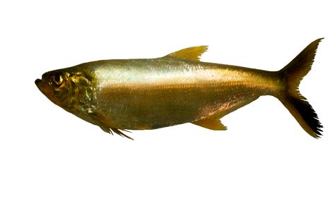 Sarda Amarela Guia De Peixes Comercializados Em Monte Alegre