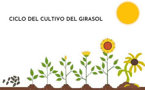 Ciclo De Vida De La Planta
