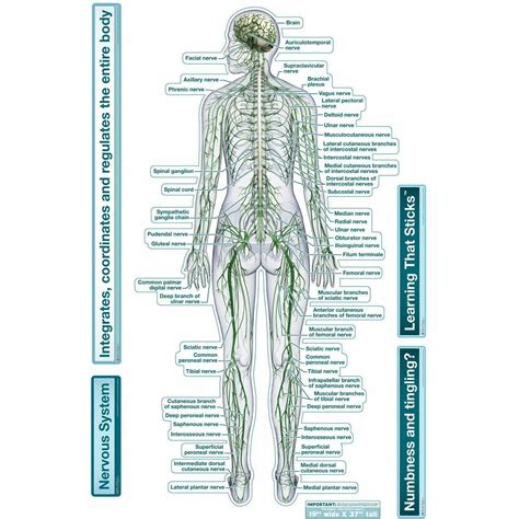Peripheral Nervous System PNS Parts And Function 44 OFF