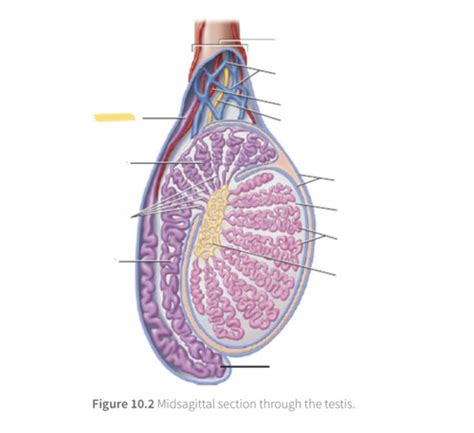 Testis Flashcards Quizlet