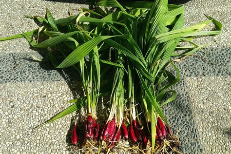 Bawang Dayak Kandungan Khasiat Efek Samping Cara Pemanfaatan