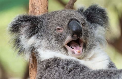 100 Koala Bear Pictures Wallpapers