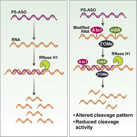 RNA Modifications Can Affect RNase H1 Mediated PS ASO Activity