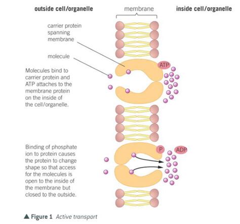 Chapter Transport Across Cell Membranes Flashcards Quizlet