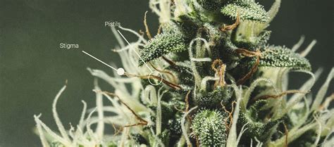 La Importancia De Los Pistilos En El Cultivo De Cannabis RQS Blog