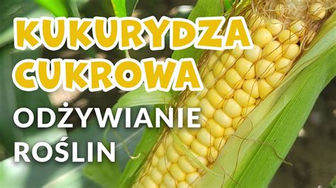 Kukurydza Cukrowa Jak Od Ywia Ro Liny Youtube