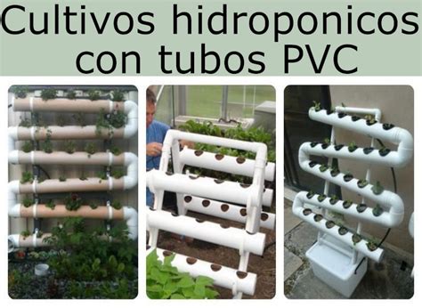Cultivo Hidroponico Lechuga Casero Paso A Paso Como Hacer