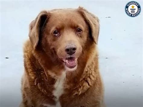 Bobi El Perrito M S Viejito Del Mundo Recibe R Cord Guinness Tiene