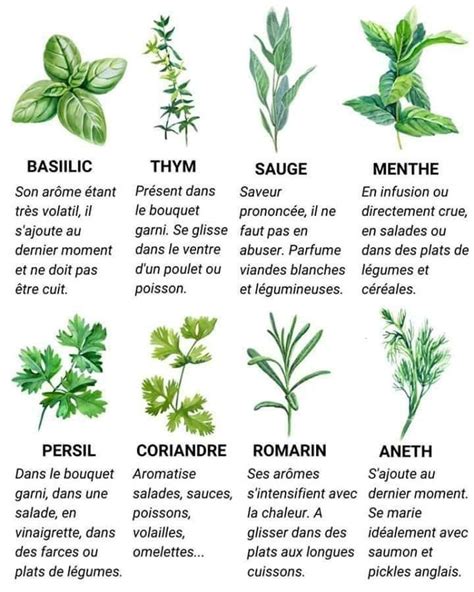 Épinglé par Gérard Alonzo sur Santé Plantes aromatiques et