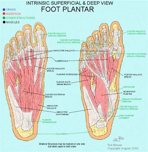 Intrinsic Foot Muscles