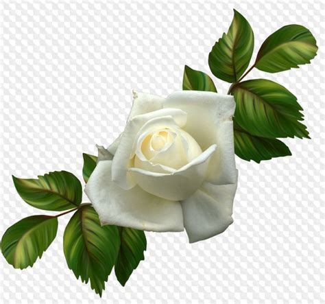 Rosas blancas 145 imágenes PNG transparentes