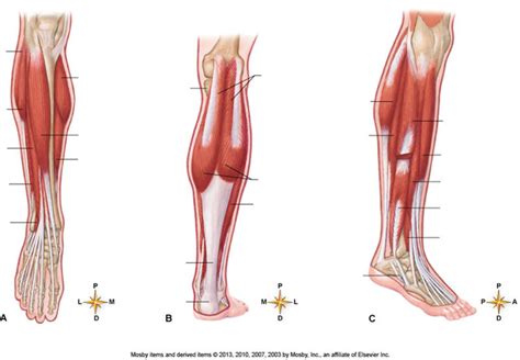 Anatomy Physiology Muscle Labeling Diagram Quizlet