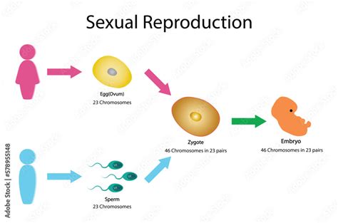 Illustration Of Biology Sexual Reproduction Mitosis Fertilization Meiosis Sperm From The