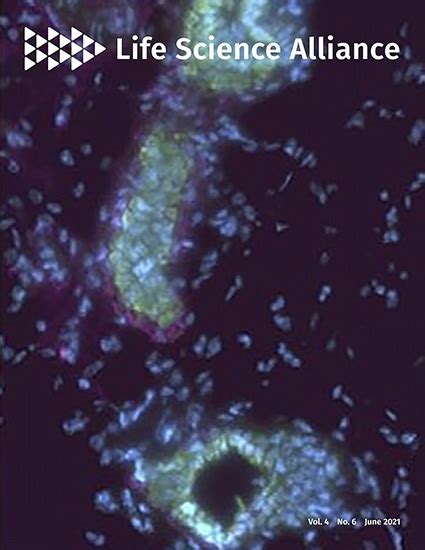 on the relation of gene essentiality to intron structure a computational and deep learning