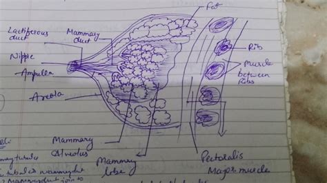 Mammary Gland Full Explained Class Biology Chapter Youtube