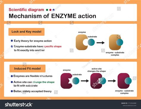 Scientific Diagram Show Mechanism Enzyme Action Stock Vector Royalty