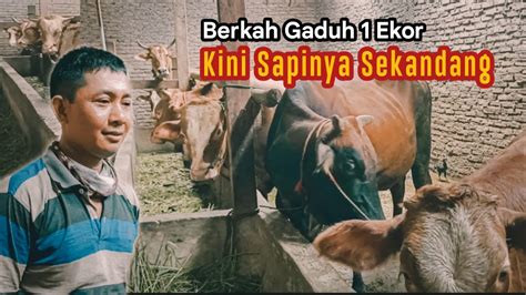 Pak Lasiman Sukses Ternak Sapi Dari Modal Gaduh 1 Ekor Tips Sukses