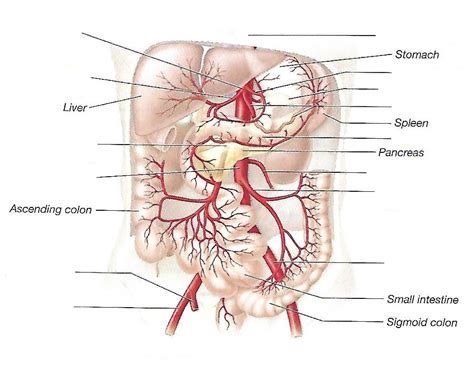 Arteries Of The Abdomen Diagram Quizlet