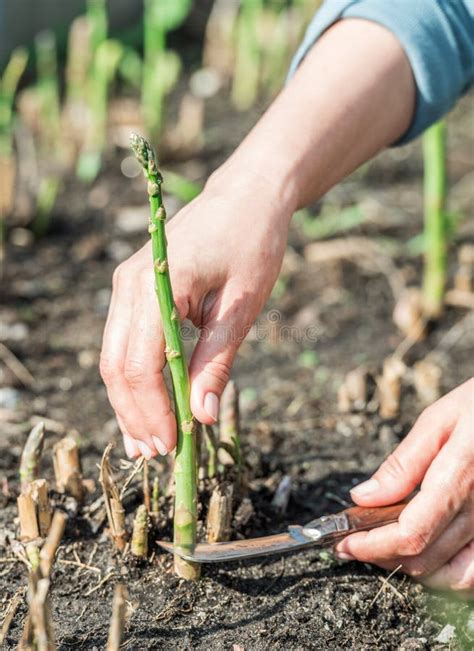 Proceso De La Cosecha Del Espárrago Verde En El Jardín Imagen de