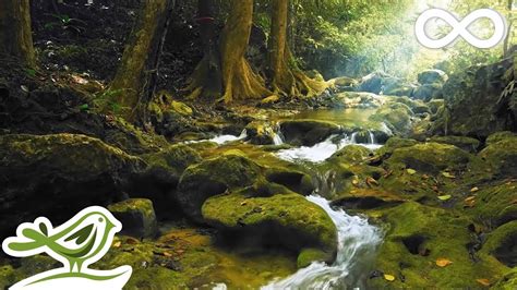 Relaxing Music With Birds Singing Beautiful Piano Music Guitar