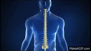 Estructura De La Columna Vertebral On Make A