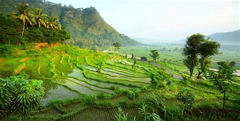 Ubud Masuk Kota Terbaik Di Dunia 2022 NYCNews