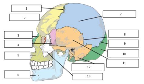 Skull Labeling Use Classroom Handout Diagram Quizlet