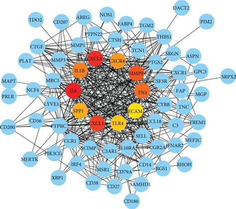 A Protein Protein Interaction Network Of Degs B The Top Hub