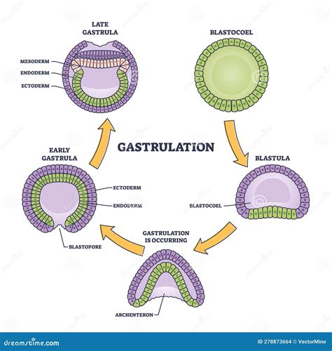 Gastrulation Stages As Early Embryo Development Process Outline Diagram