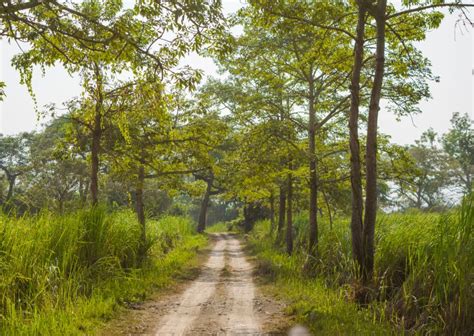 Day Trip To Kaziranga National Park Tour From Guwahati