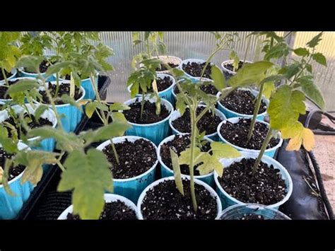 How To Transplant Tomato Seedlings Youtube