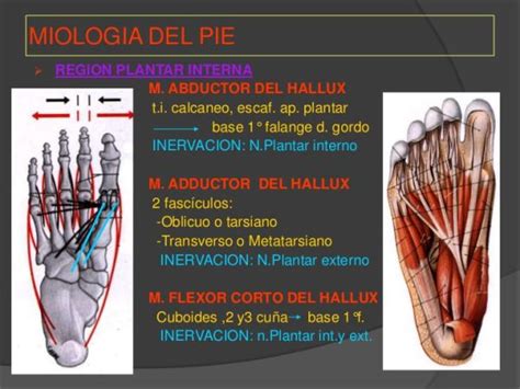 MÚSCULOS del PIE Esquemas con Nombres y sus Funciones