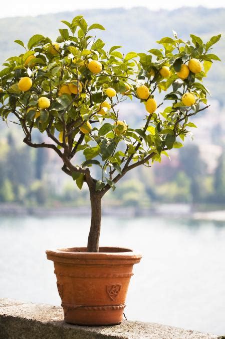 Cómo y cuándo podar un limonero para disfrutar de más limones