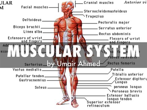 Muscular System By Umair03042001