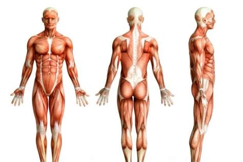 Qué es la posición anatómica Homo medicus