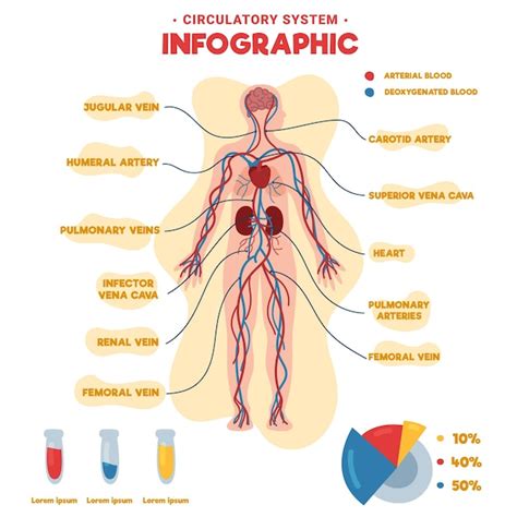 Infografía del sistema circulatorio dibujado a mano Vector Gratis