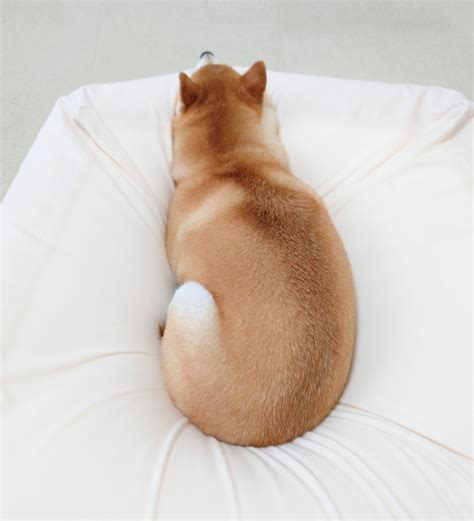 柴犬チャーミー on Twitter まったり中 柴犬 https t co N3S6ZBUgTT Twitter