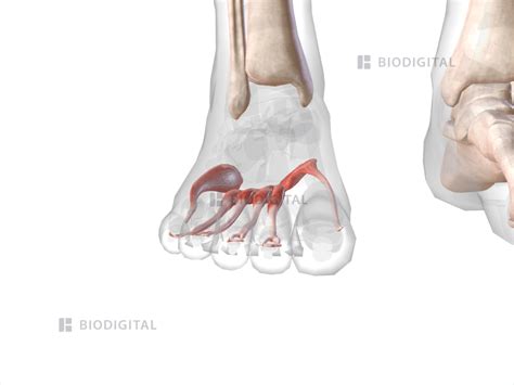 Superficial Plantar Muscles Of Right Foot Biodigital Anatomy