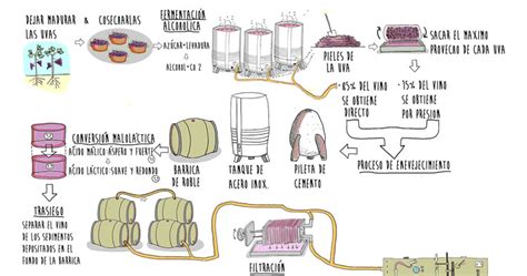 12 infografías sobre la elaboración del vino aprende de vinos