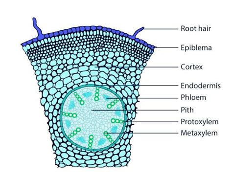 Diagram Of Monocot Root Labelled Diagram Of Monocot Root Class The