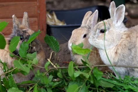 Qué comen los conejos Magazin zooplus