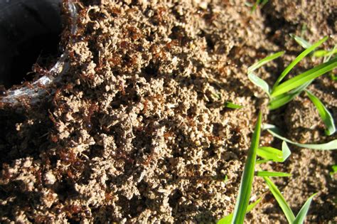 How Fire Ants Spread National Fire Ant Eradication Program