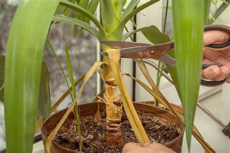 When And How To Prune A Yucca Plant Gardeners Path