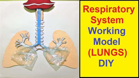 Working Model Of Lungs